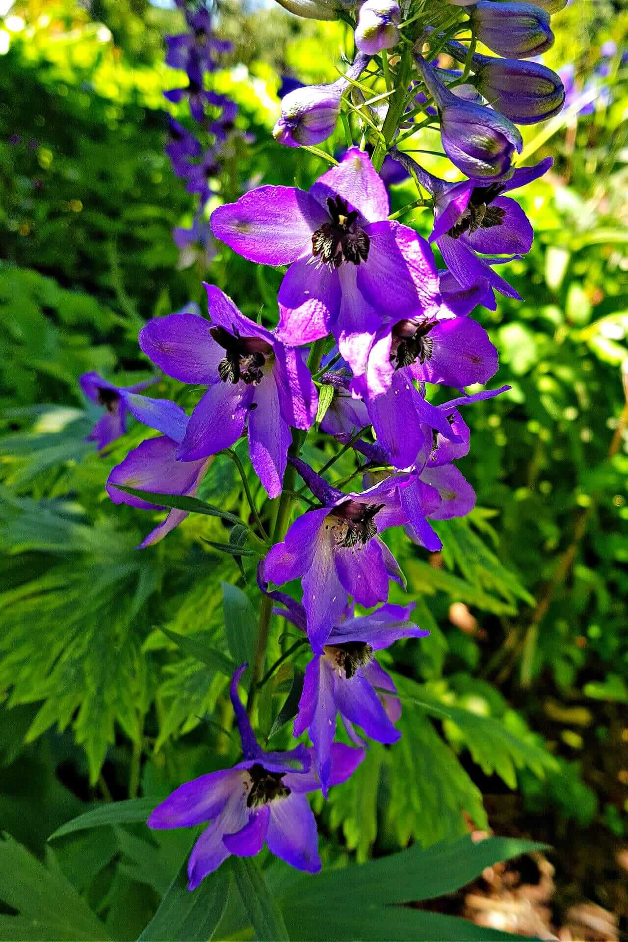 Purple Delphinium