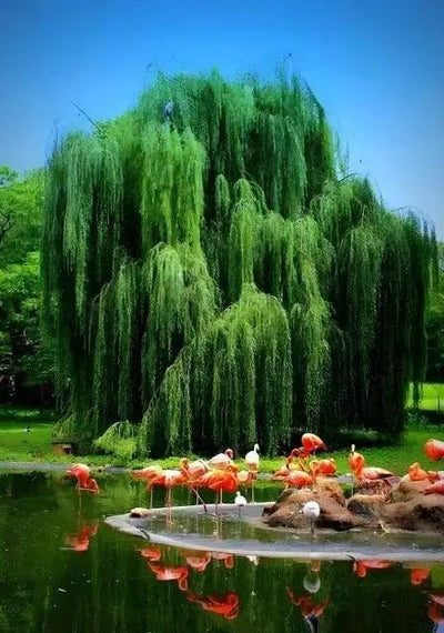 Fast-Growing Trees for Privacy in Tennessee – WholesaleNursery