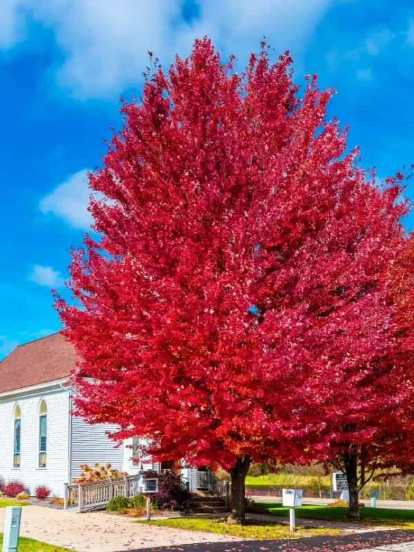 Trees For Sale | Garden Plants Nursery