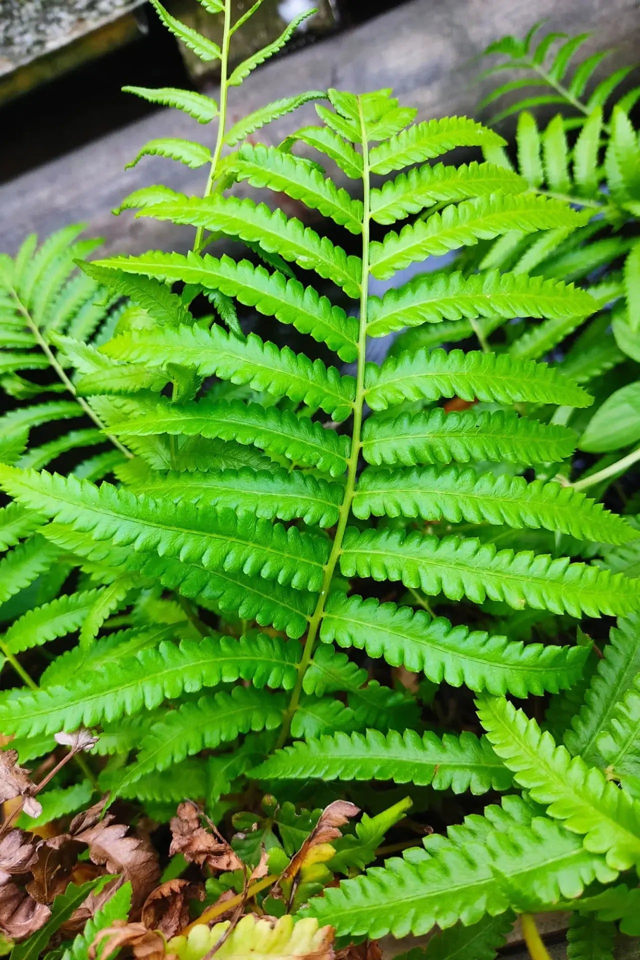 Easy Ferns To Grow – Wholesale Nursery Co
