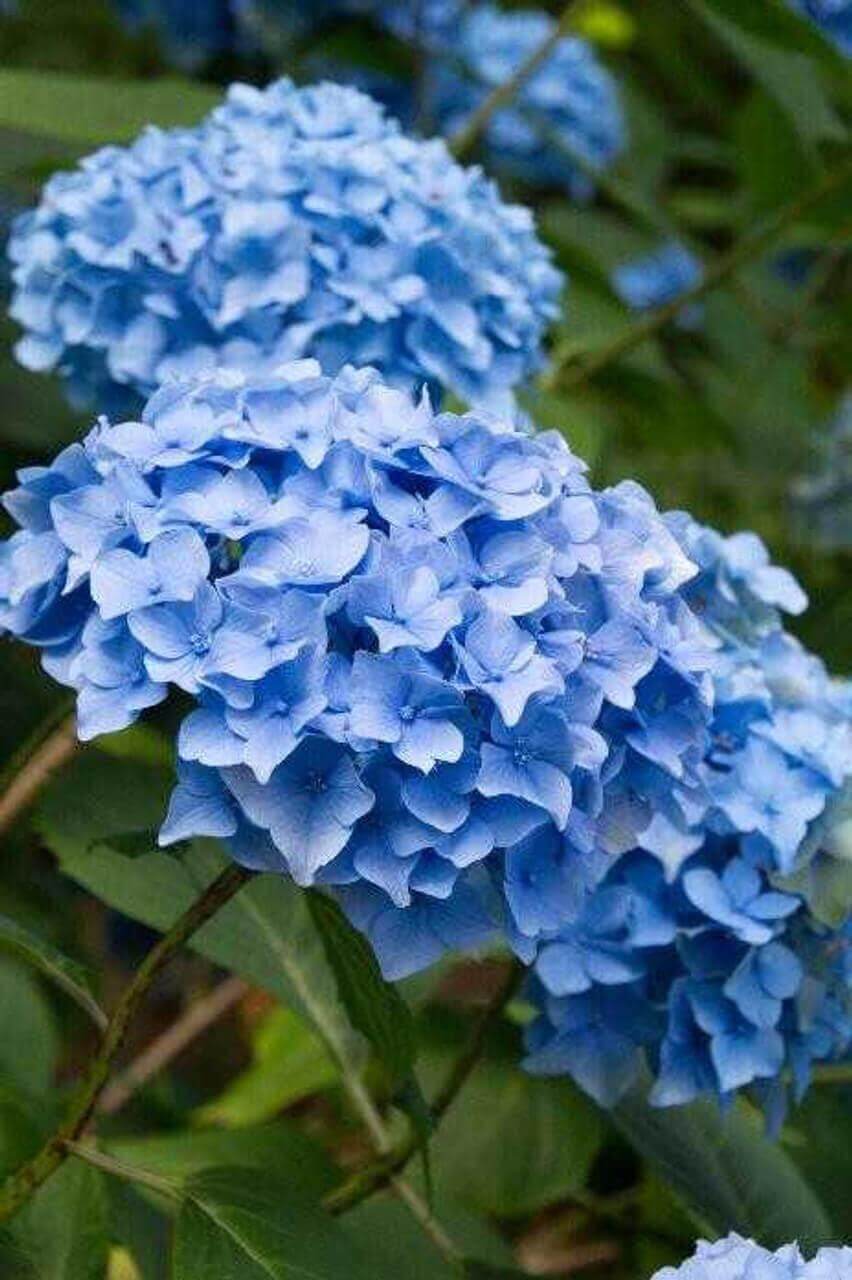 Nikko Blue Hydrangea For Sale Online | Garden Plants Nursery