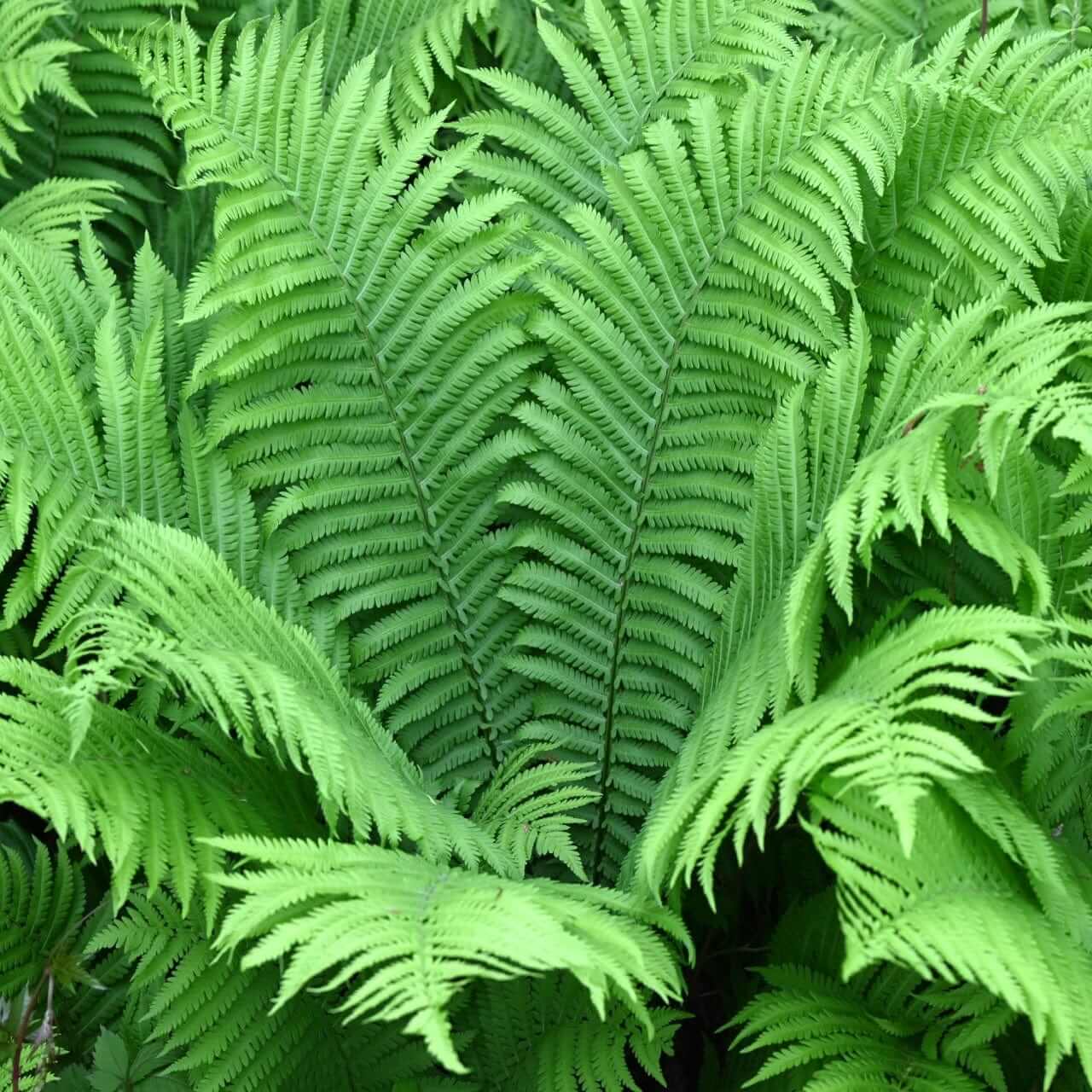 Buy Giant Ostrich Fern - Buy 1 Get 1 Free Today – Garden Plants Nursery