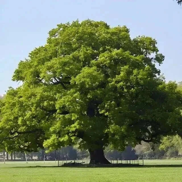 Chestnut Oak Tree For Sale | BOGO Free – Garden Plants Nursery