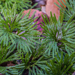 Running Cedar Moss For Sale | Wholesale Nursery Co – Garden Plants Nursery