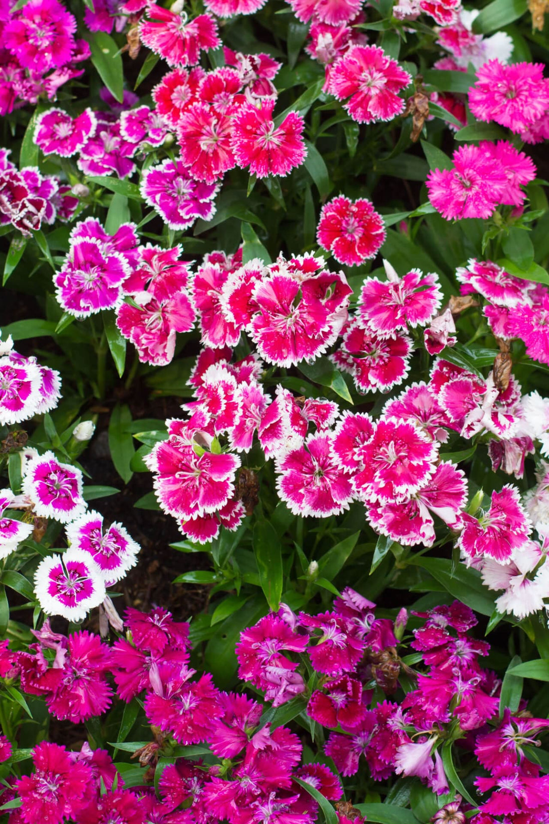 Dianthus Plants For Sale | Wholesale Nursery Co