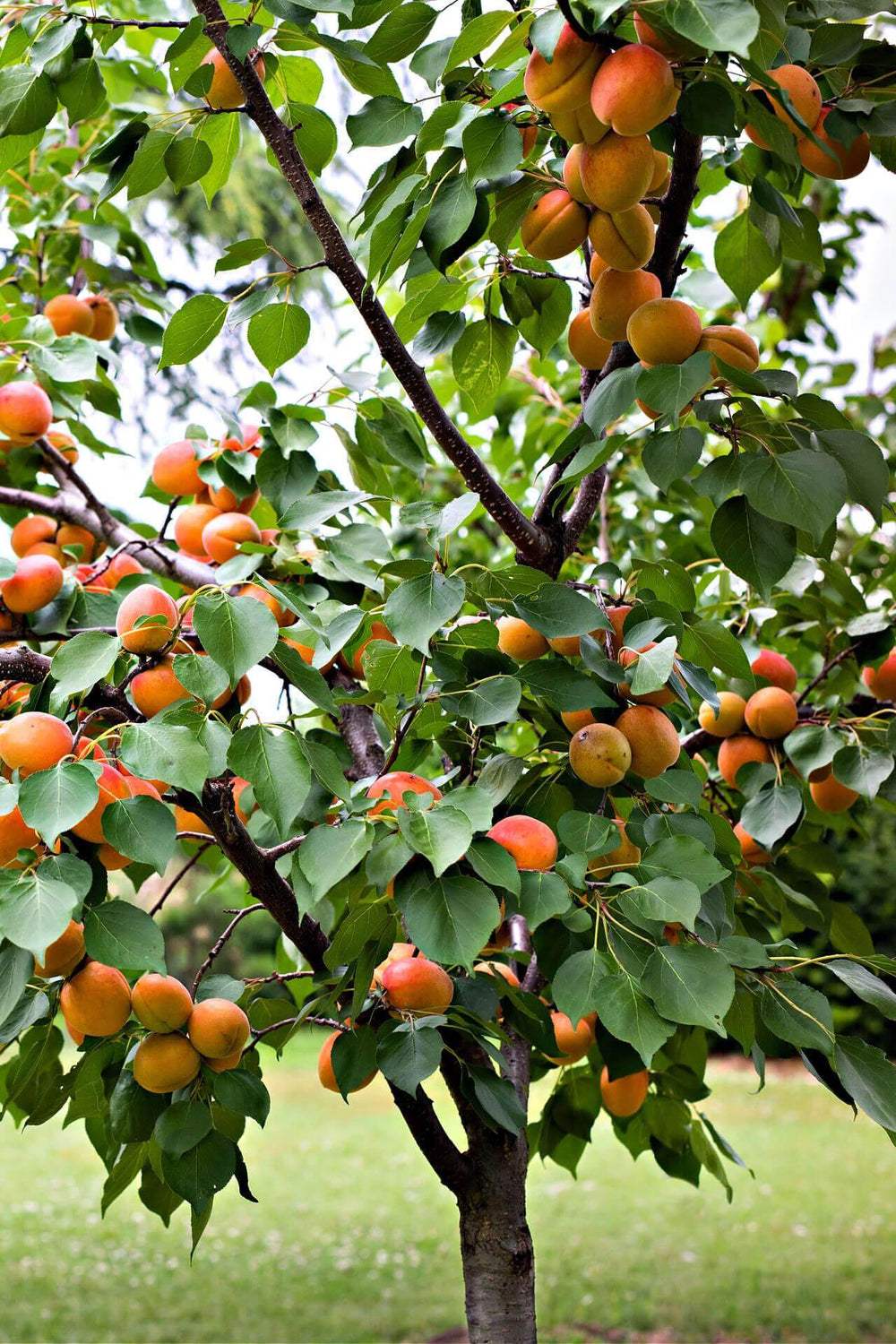 Fruiting Apricot Tree For Sale Online– Garden Plants Nursery
