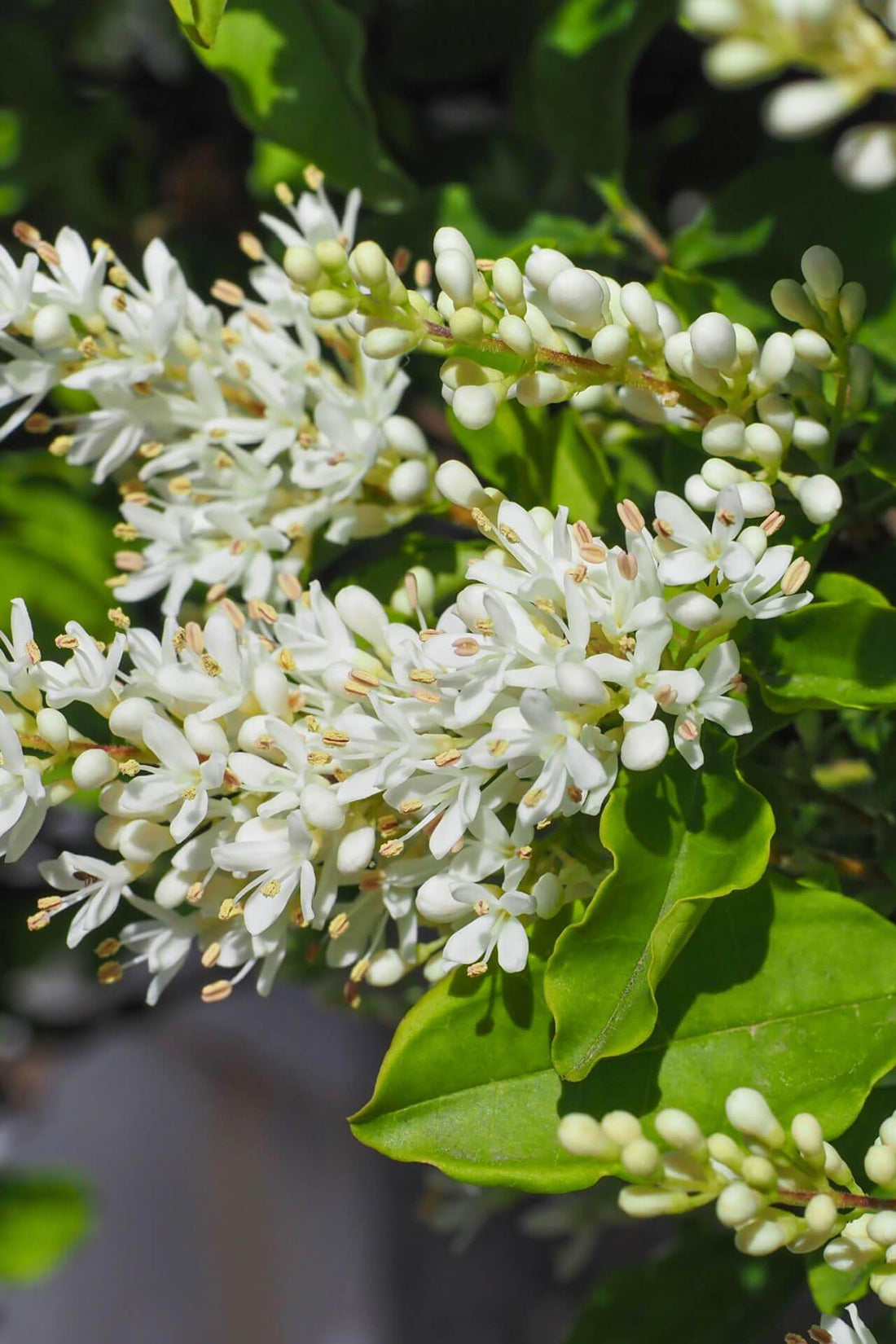 Northern Privet Shrubs For Sale | Wholesale Nursery Co