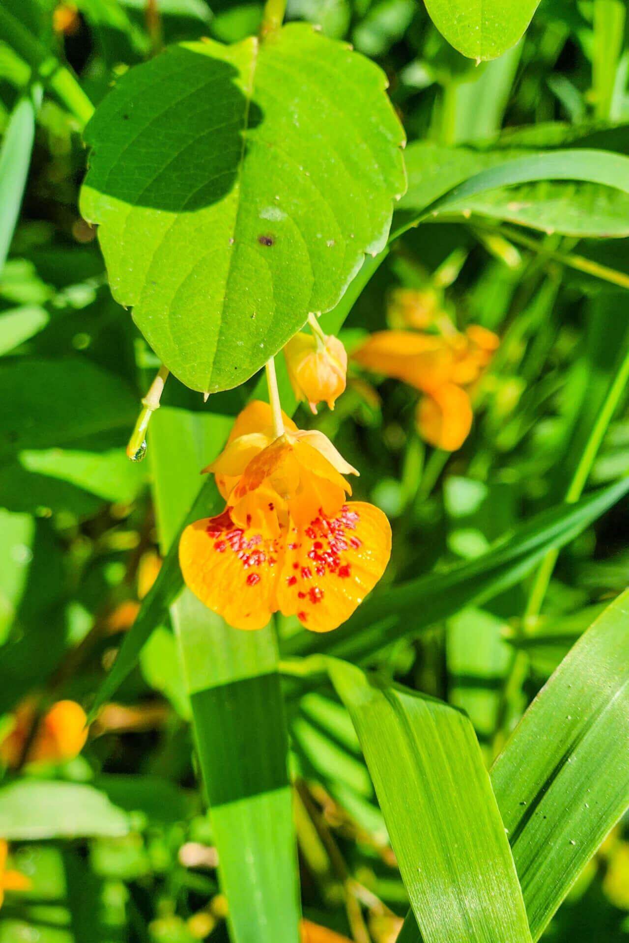 Jewelweed For Sale Online | Buy 1 Get 1 Free