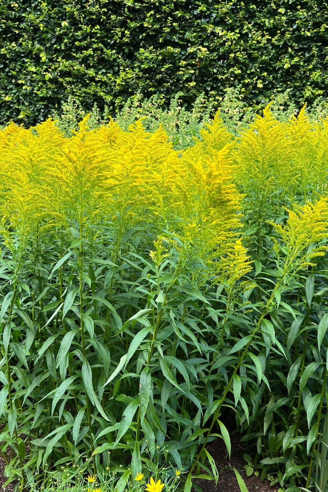 Golden Rod Plants For Sale | Wholesale Nursery Co