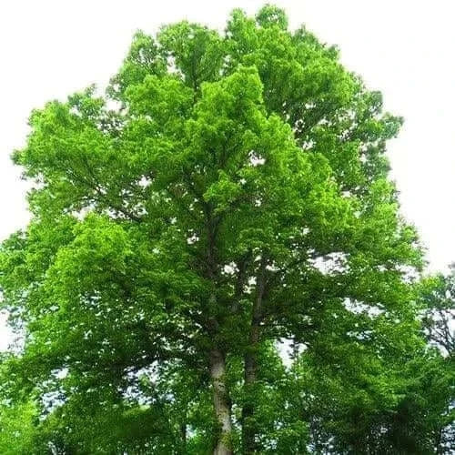 Chestnut Oak Trees For Sale | Wholesale Nursery Co