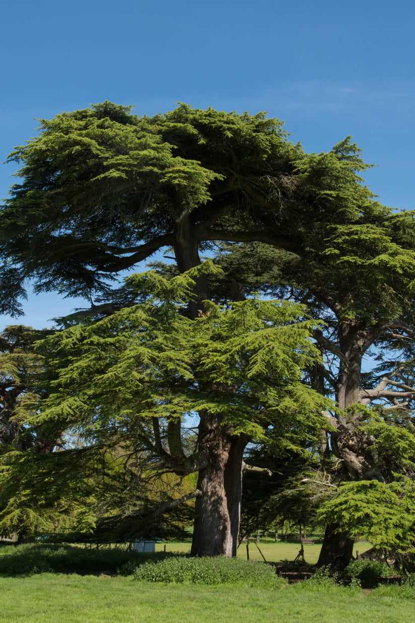 Shop Cedar Trees Online | Durable & Aromatic Cedars