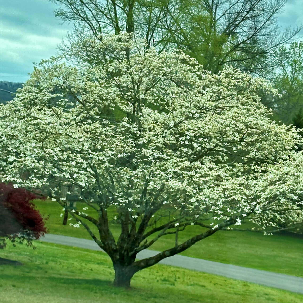 White Dogwood Tree For Sale Online | Buy 1 Get 1 Free