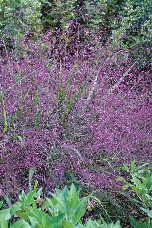 Ornamental Grasses For Sale | Garden Plants Nursery