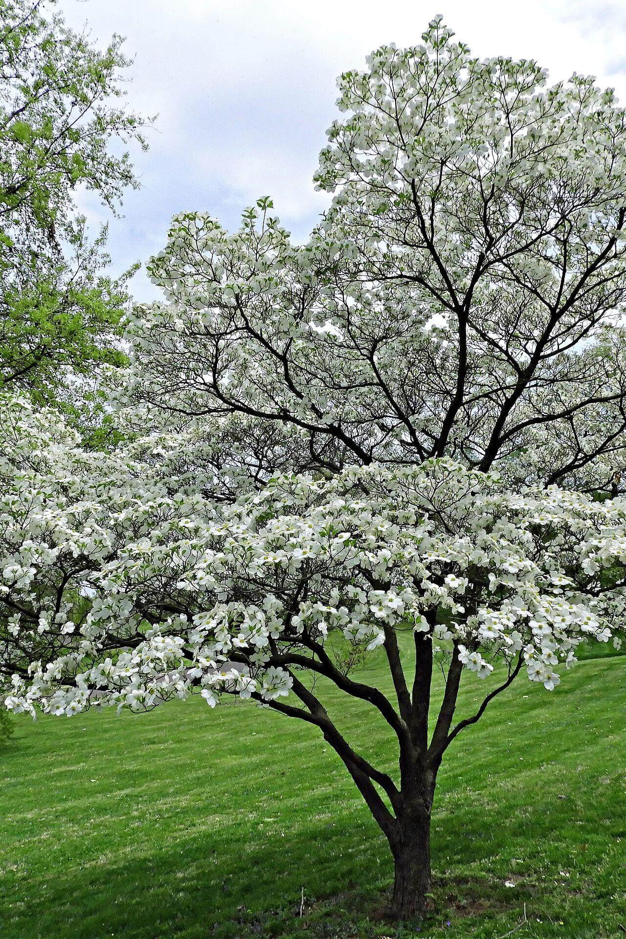 White Dogwood Trees For Sale | BOGO Free – Garden Plants Nursery