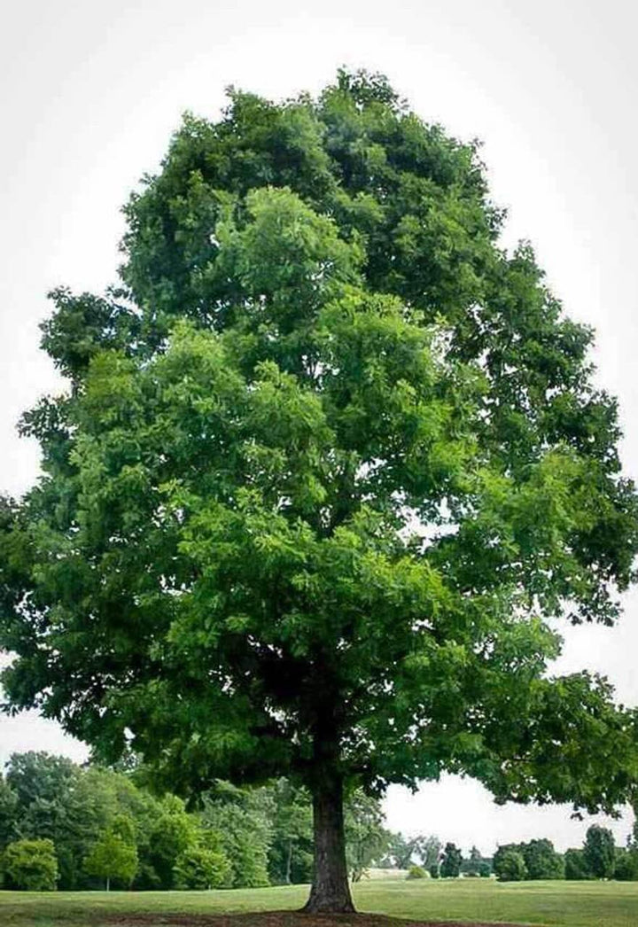 Chestnut Oak Tree For Sale Online | Buy 1 Get 1 Free
